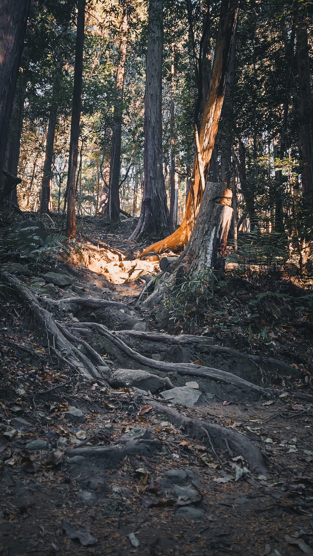 尖浅間山・宝篋山 / su-taku⛰さんの宝篋山・富岡山の活動データ | YAMAP / ヤマップ