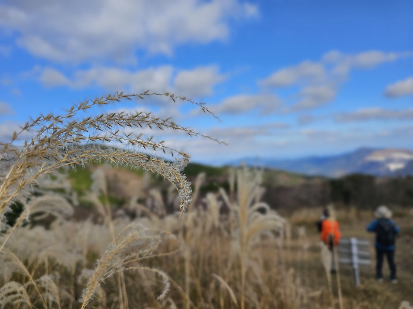 新城～茶臼山～金満山～赤牟田ノ辻(香春10山) / haco☆さんの福智山・尺岳・雲取山の活動データ | YAMAP / ヤマップ