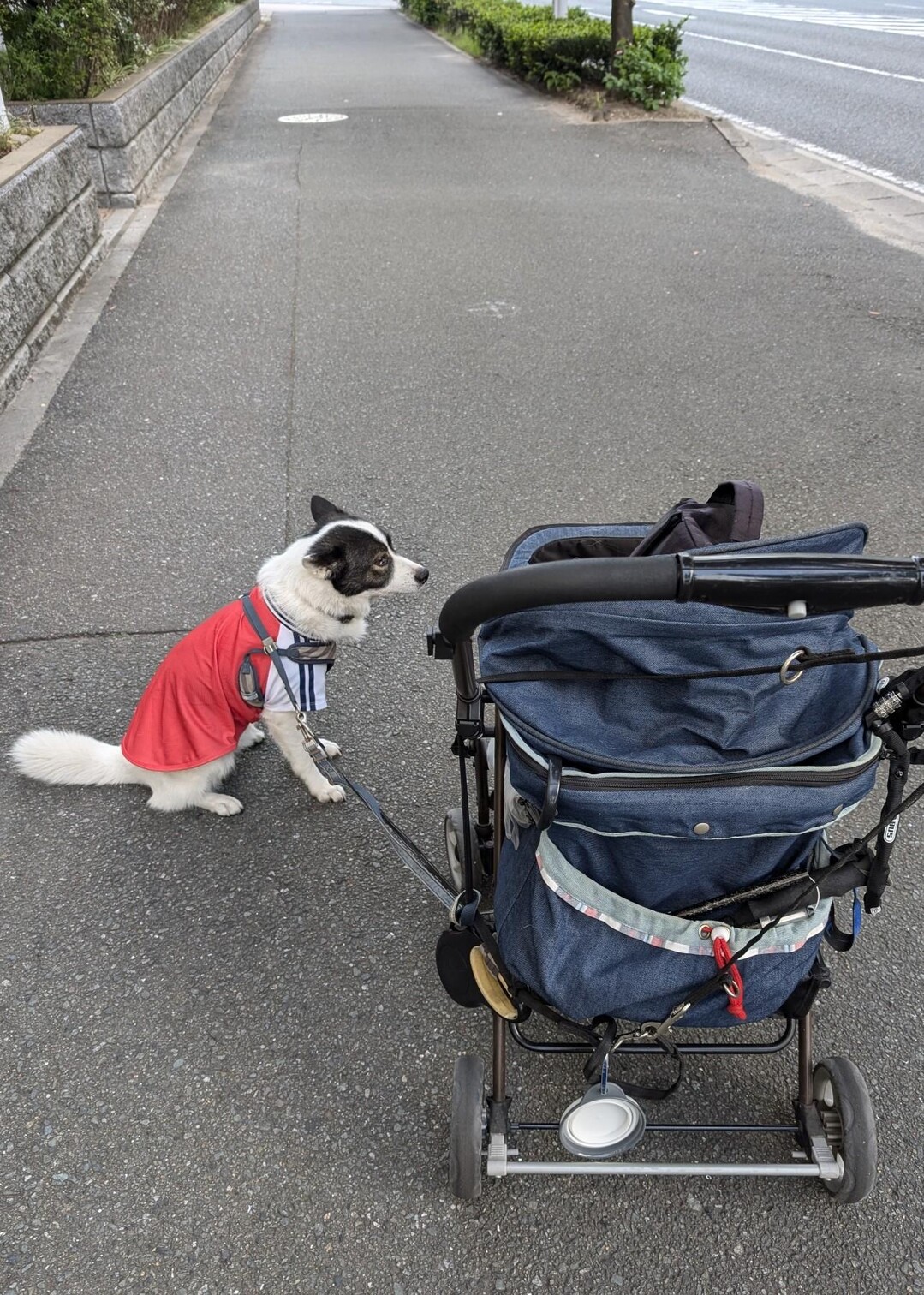 Dog morning ☀🕖️ おや... / もみじ🐺 & パパ😎さんのモーメント | YAMAP / ヤマップ