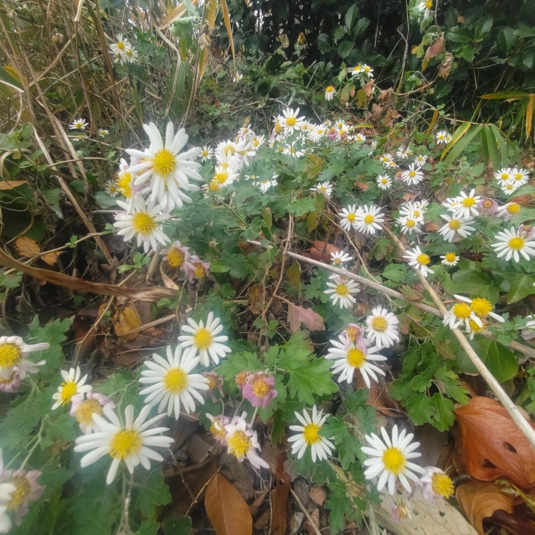 12月のタカミクラ / meriendaさんの高御位山・播磨アルプスの活動データ | YAMAP / ヤマップ