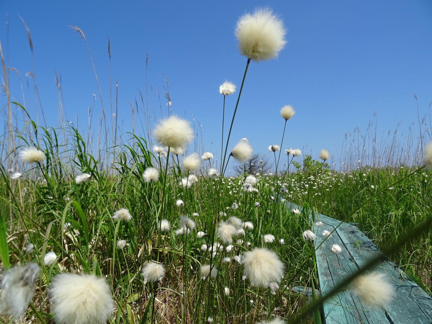 コムケ湖 湖口湿原･シブノツナイ湖 / E-myさんのウォーキングの活動日記 | YAMAP / ヤマップ