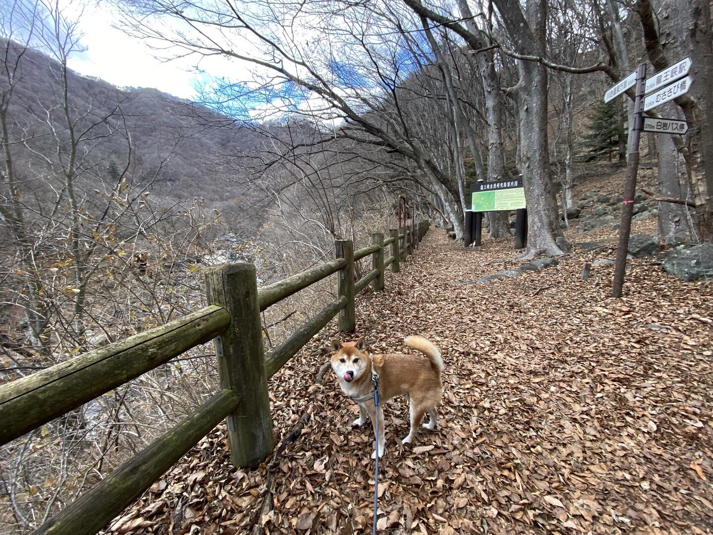 龍王峡-2024-12-15 / はりぼさんのウォーキングの活動データ | YAMAP / ヤマップ
