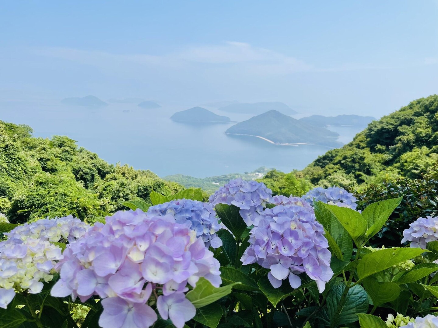 有給使って紫陽花𑁍𓏸𓈒スポット紫雲出山 / ☆taemon☆さんの荘内半島（三崎半島）・粟島の活動データ | YAMAP / ヤマップ