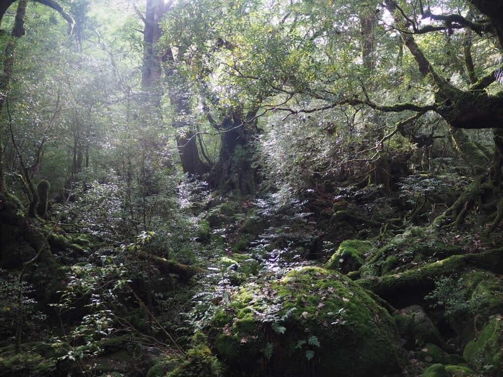 屋久島・宮之浦岳-2023-10-29 / Hiro.Pさんの屋久島・宮之浦岳の活動データ | YAMAP / ヤマップ