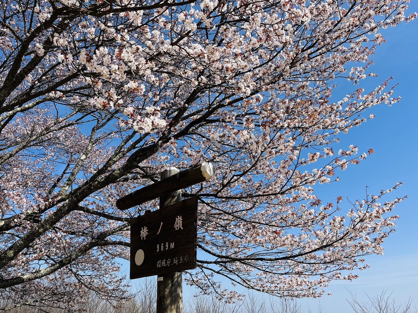 棒ノ折山〜山頂の一本桜〜 / やまだんごTVさんの棒ノ折山（棒ノ嶺）の活動データ | YAMAP / ヤマップ