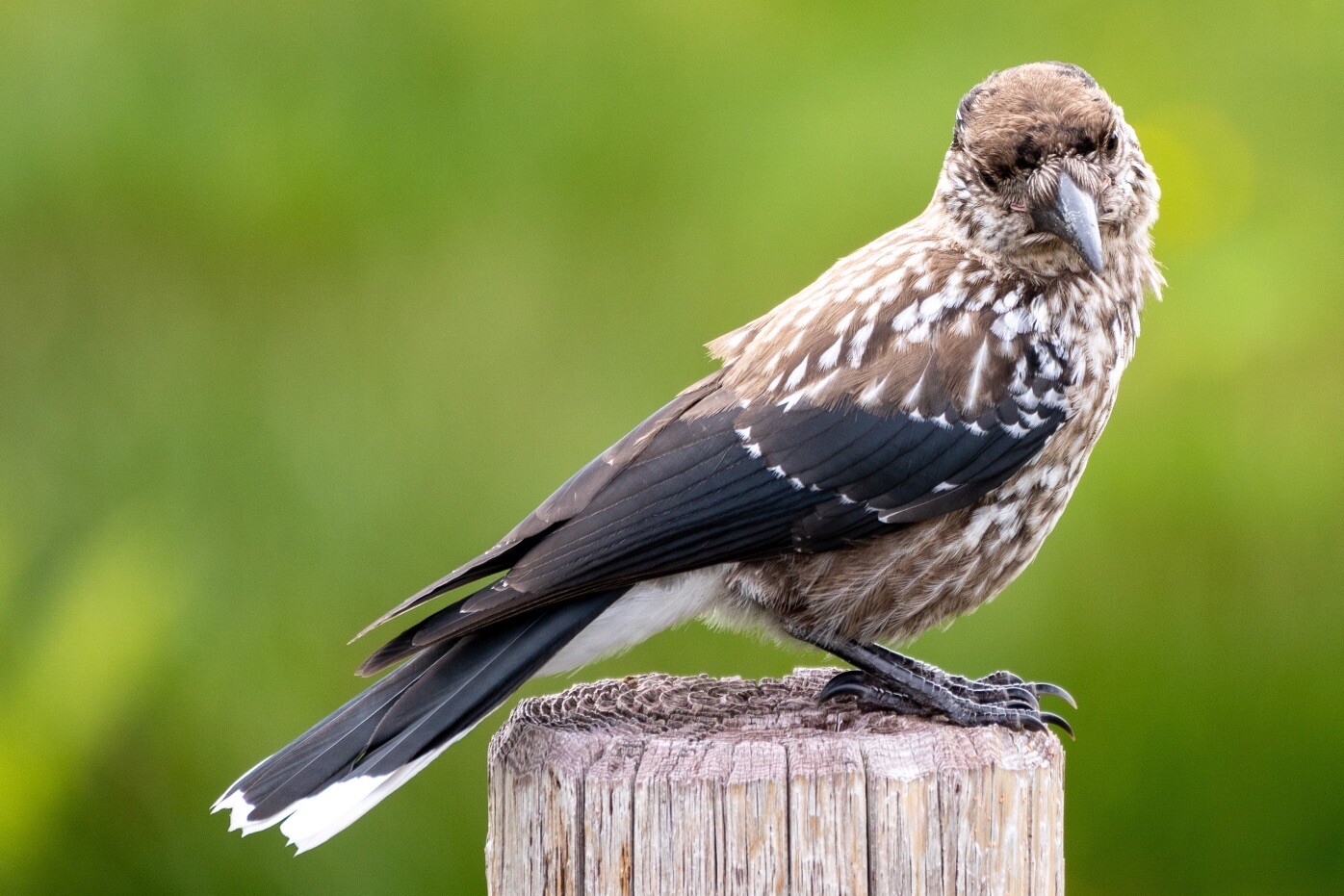 乗鞍でホシガラスと見つめ合う / kenjiさんのモーメント | YAMAP / ヤマップ
