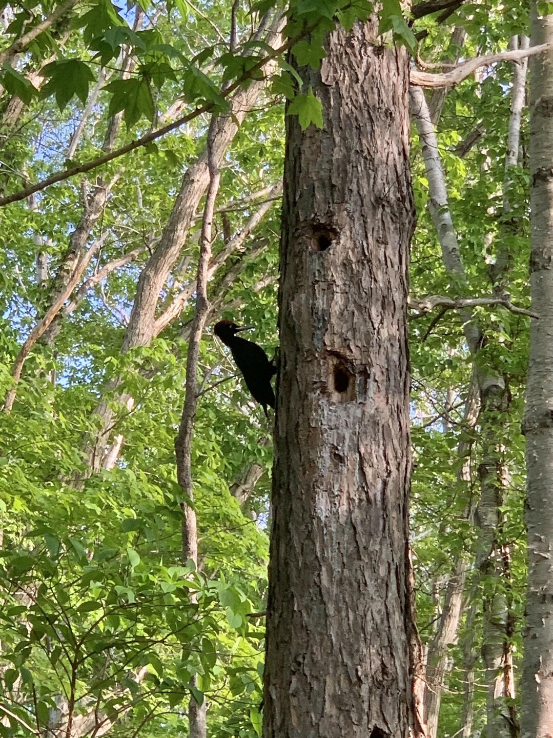 ヘビとキツツキいたってよ😂 / myq.さんの藻岩山の活動データ | YAMAP / ヤマップ