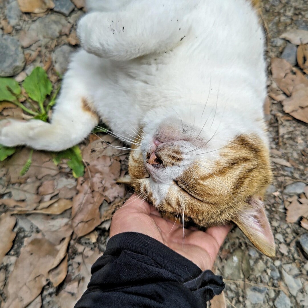 陣馬↔高尾のはずが…猫ちゃんまみれ😸 🐱 / koroponさんの高尾山・陣馬山・景信山の活動データ | YAMAP / ヤマップ
