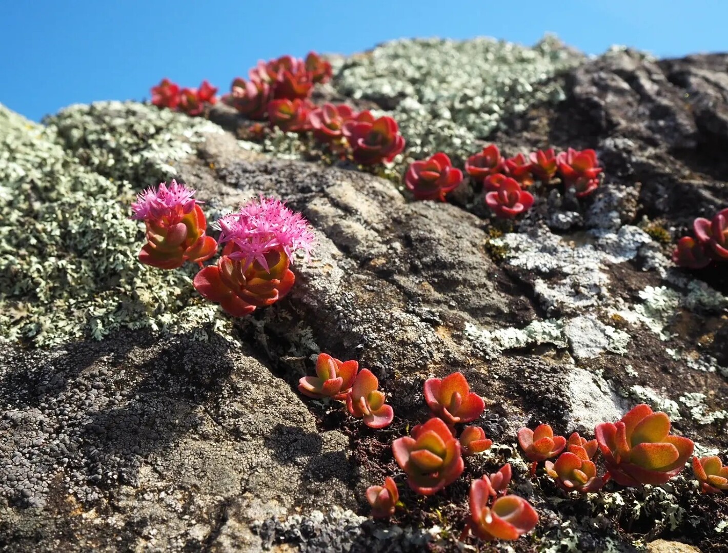 アポイ岳・吉田岳 / hiromiさんのアポイ岳の活動日記 | YAMAP / ヤマップ