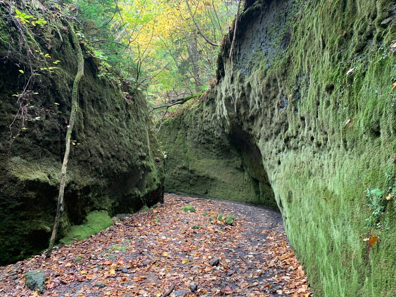 苔の回廊 / HEROさんの樽前山・風不死岳の活動データ | YAMAP / ヤマップ
