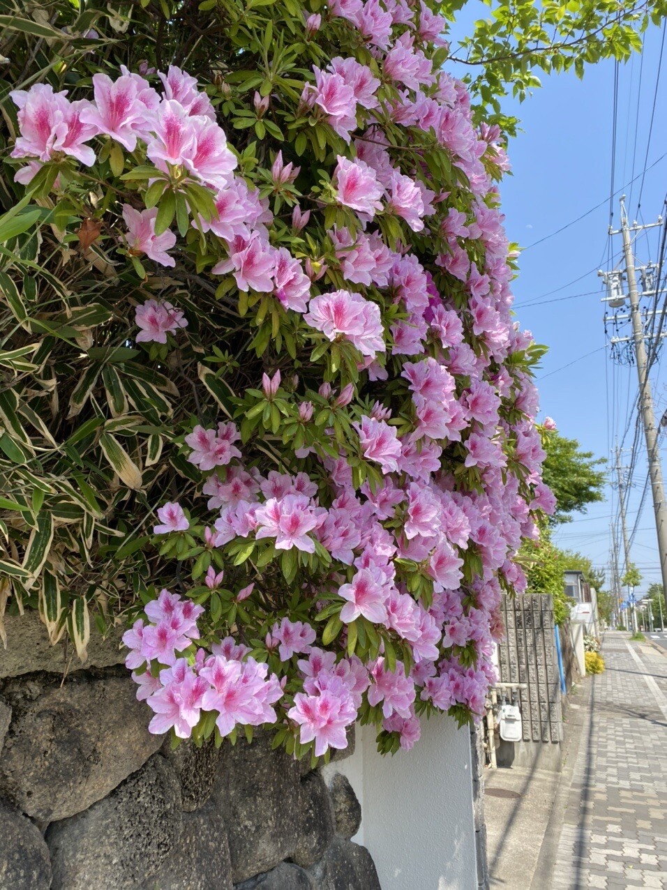 夏がやってきました⛱ 26度もありました... / dante99さんのモーメント | YAMAP / ヤマップ