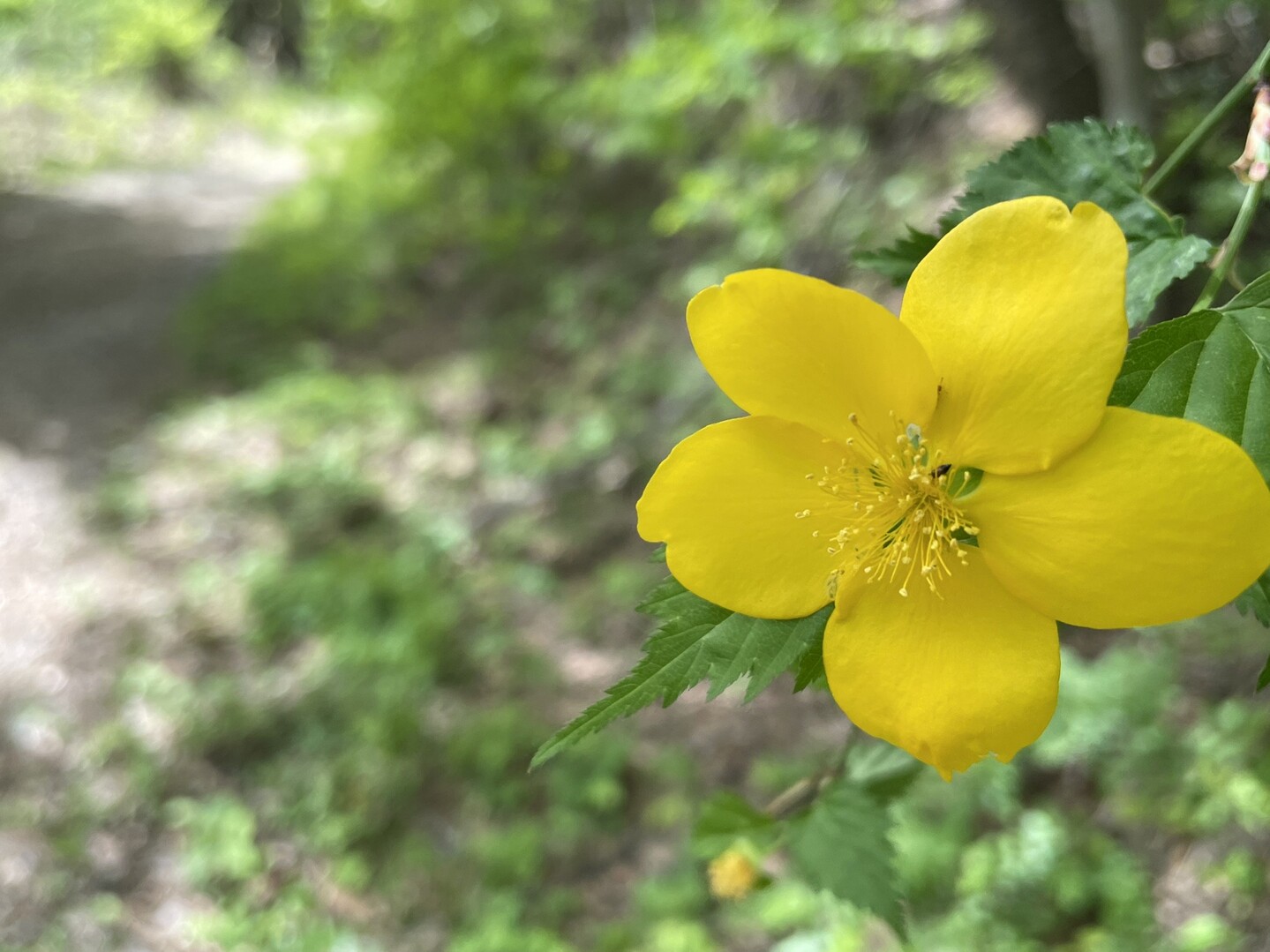 2022.07.13(水) 23:15 / ケロケロ🐸🐸🐸さんのモーメント | YAMAP / ヤマップ