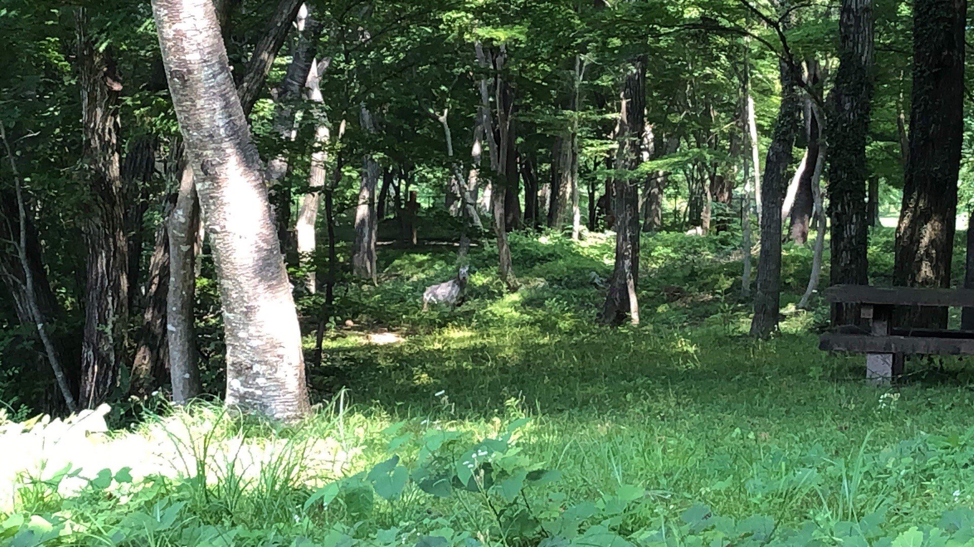 3年前の8月、宮城蔵王の遠刈田温泉で野生... / yhmgcさんのモーメント | YAMAP / ヤマップ
