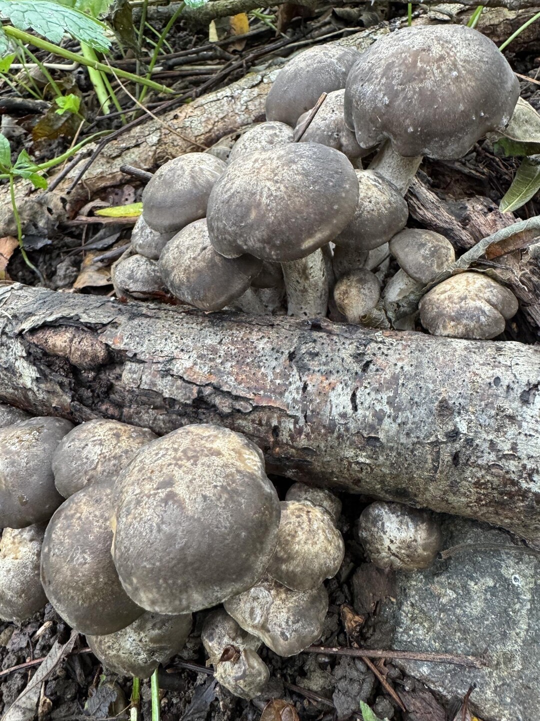 本日は、秋の味覚狩り(ꕤ ॑꒳ ॑*)ﾉ... / HIRO-Kさんのモーメント | YAMAP / ヤマップ