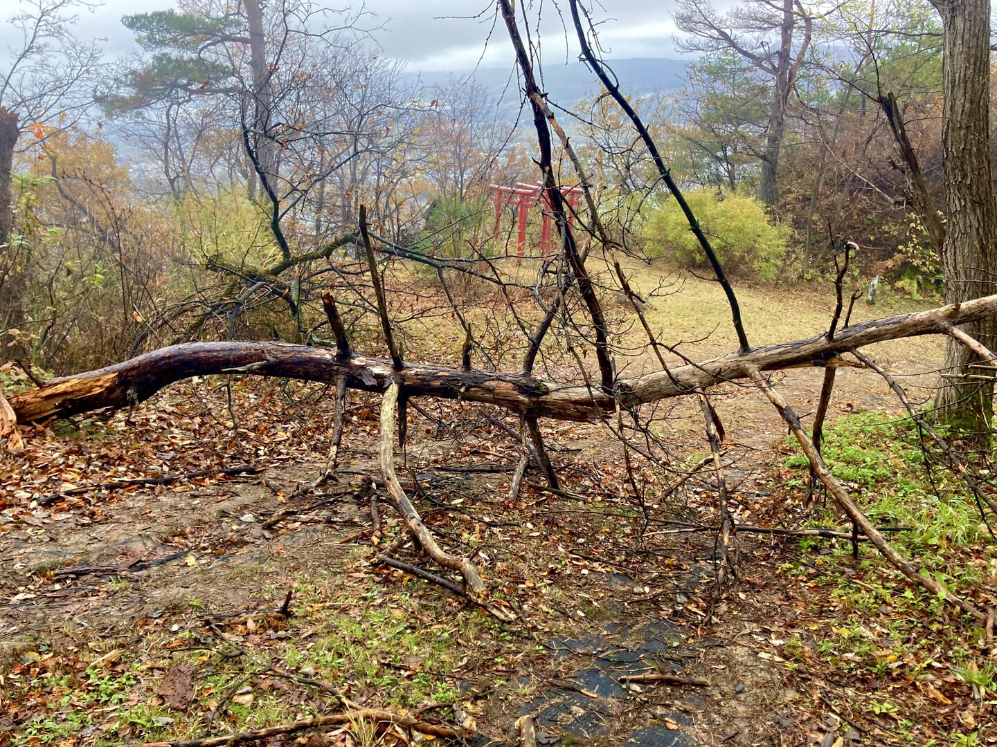 坂戸山45 / karashiさんの坂戸山の活動データ | YAMAP / ヤマップ