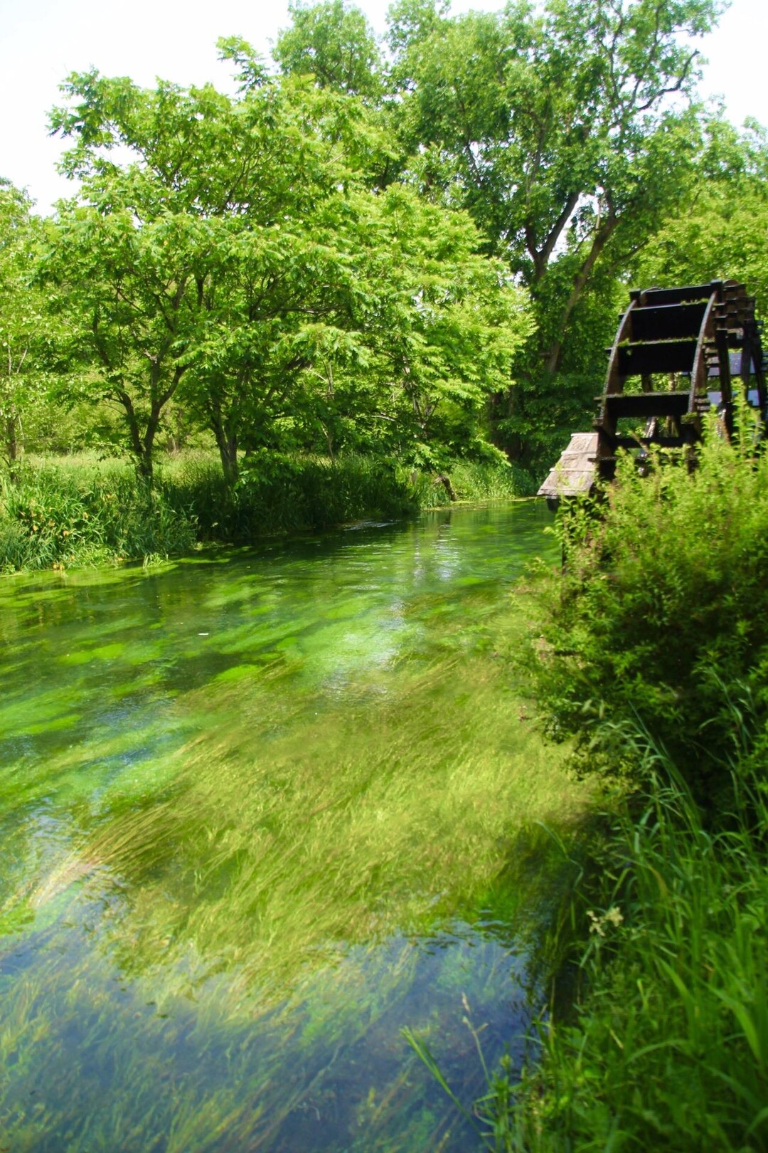 長野県松本市移住8日目。 安曇野わさび田... / kazu51さんのモーメント | YAMAP / ヤマップ
