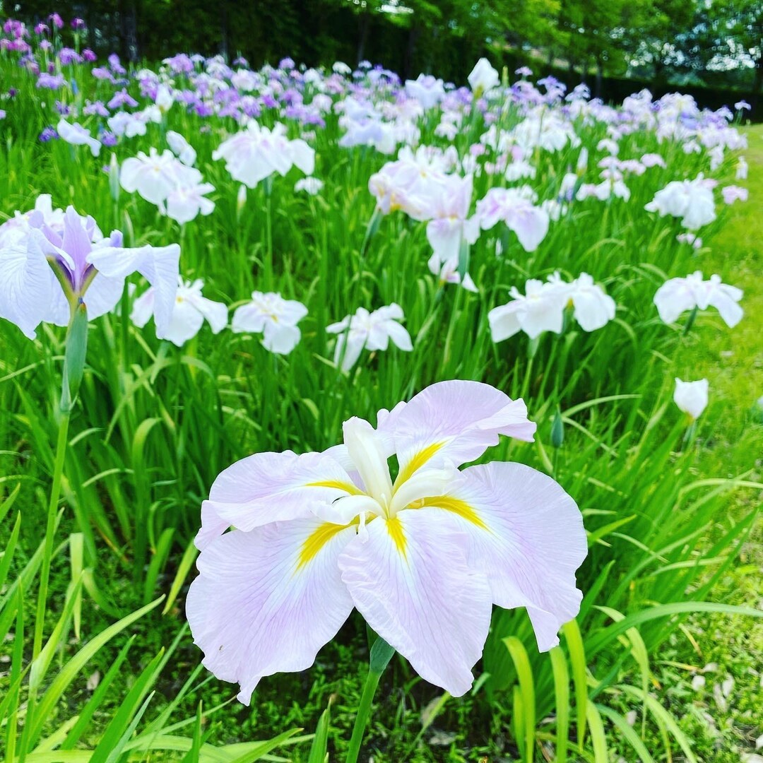 一迫山王史跡公園あやめ園のあやめまつり ... / cha-shuさんのモーメント | YAMAP / ヤマップ