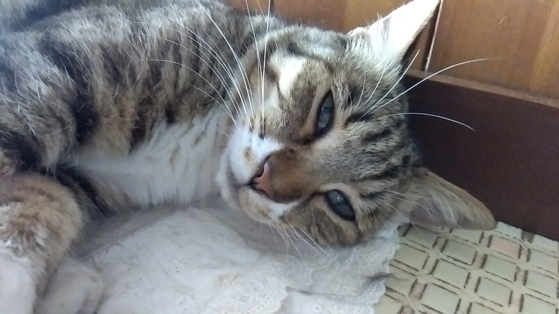 🐱🐾 / ドラゴン7さんのモーメント | YAMAP / ヤマップ