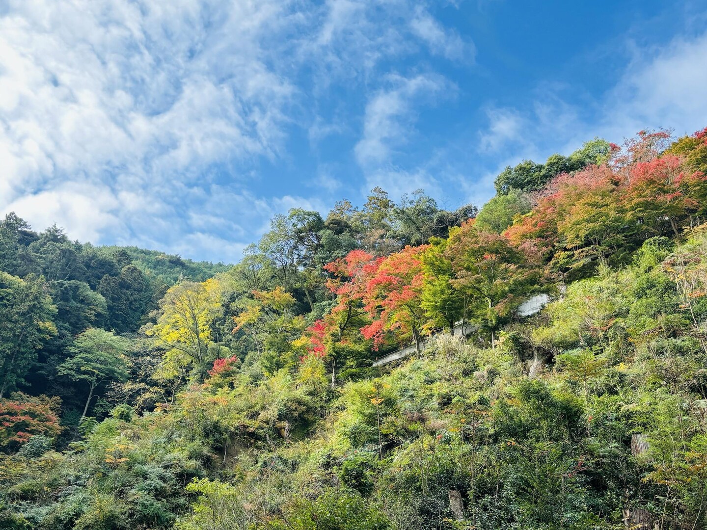 のんびり釈迦岳〜ポンポン山周回 / pi！さんのポンポン山・釈迦岳・小塩山・若山の活動データ | YAMAP / ヤマップ