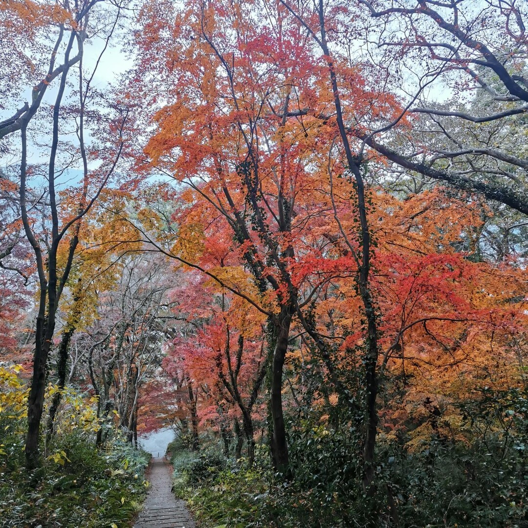 朝日山 / kokiさんの朝日山の活動データ | YAMAP / ヤマップ