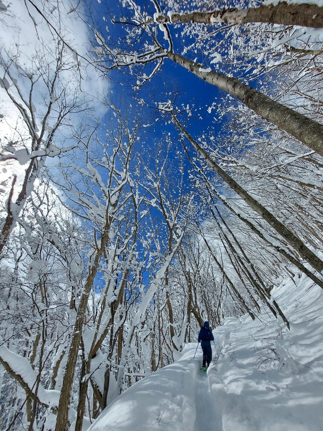 P 菅平牧場～四阿山 DNF / kanacoさんの四阿山・根子岳の活動データ | YAMAP / ヤマップ
