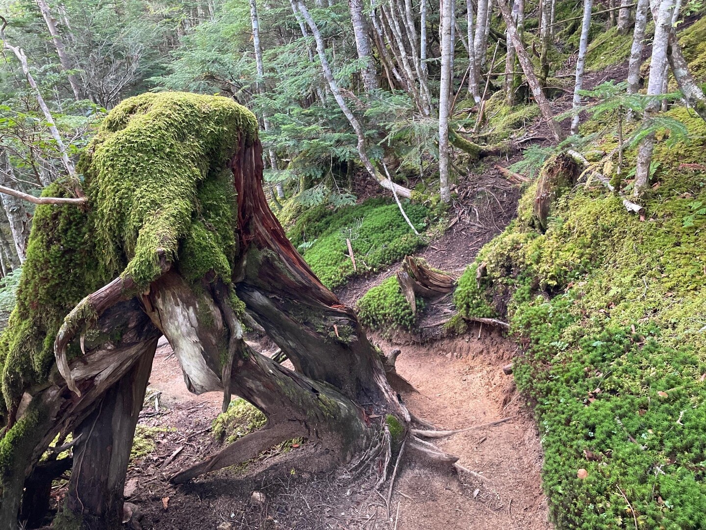 tsk-chaponさんの投稿したフィールドメモ | YAMAP / ヤマップ