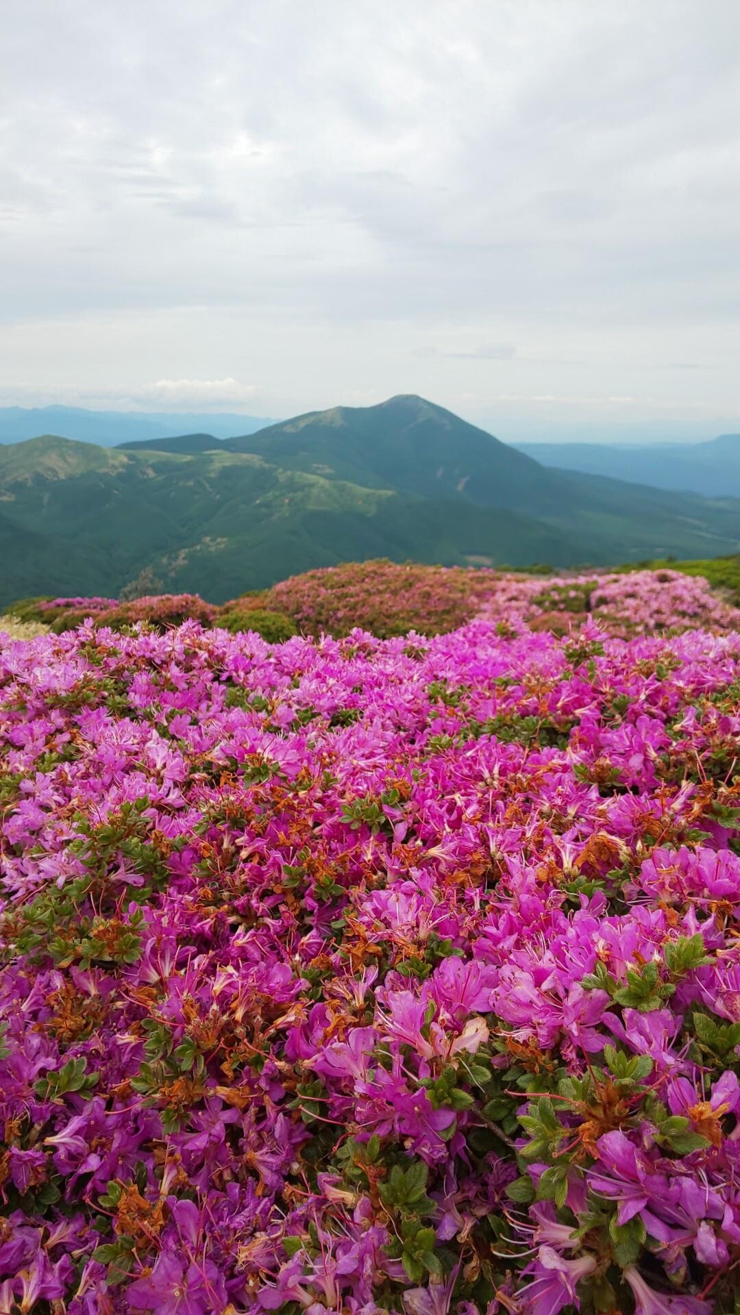 黒岩山🌺大崩ノ辻🌺 / kenri33さんの九重山（久住山）・大船山・星生山の活動データ | YAMAP / ヤマップ