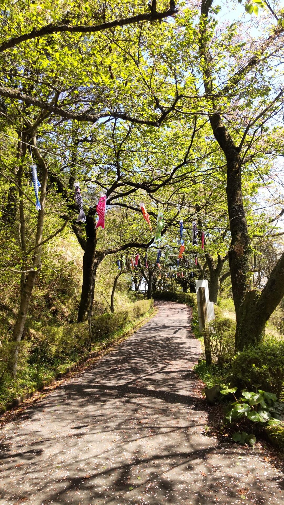 日金山（十国峠） / A1-2075さんの岩戸山・日金山（十国峠）の活動データ | YAMAP / ヤマップ