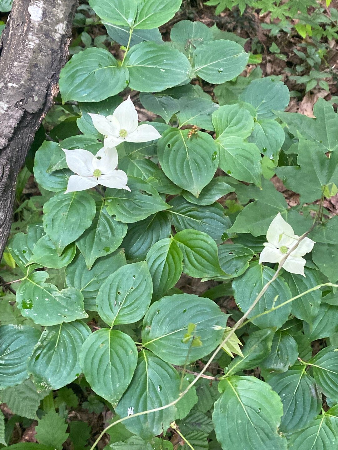 目覚めたら雨☔️ 三角山799m / だっちゃんさんの経ヶ岳・法恩寺山の活動データ | YAMAP / ヤマップ