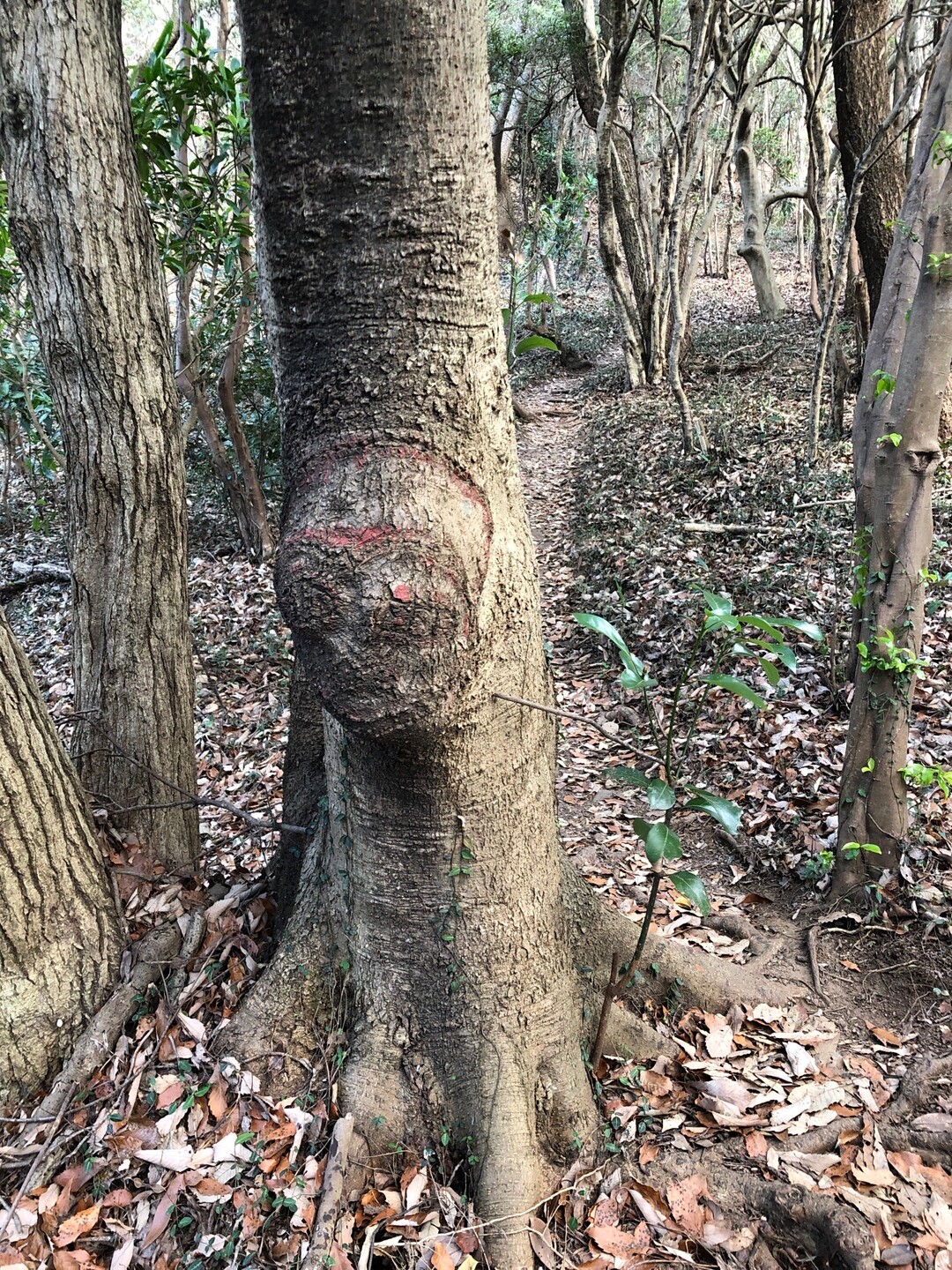 Chayaさんの投稿したフィールドメモ | YAMAP / ヤマップ