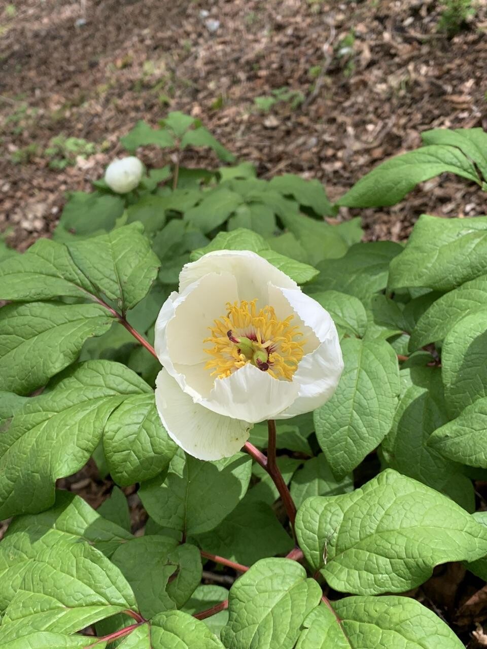 サリーのページ | YAMAP / ヤマップ