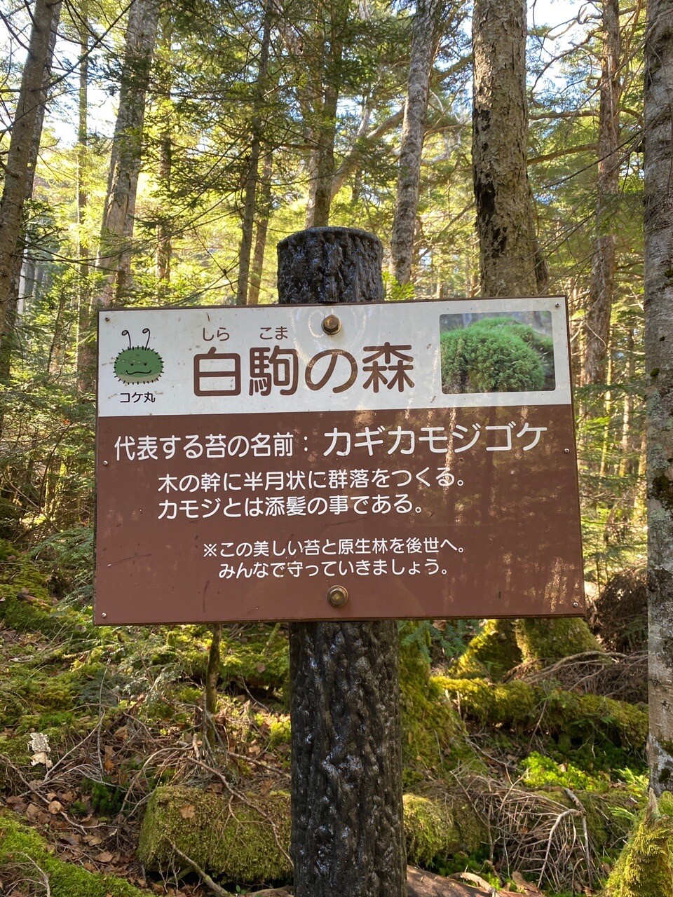 2021.06.27(日) 18:08 / うさぎどしさんのモーメント | YAMAP / ヤマップ