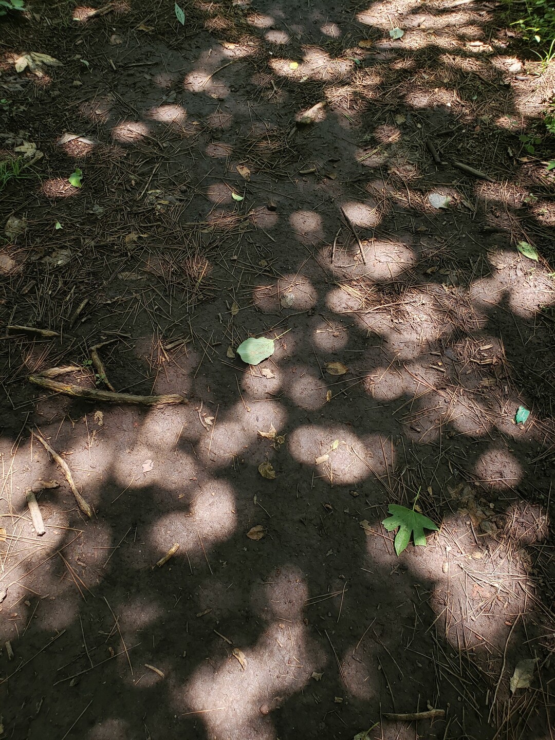 木漏れ日・・・ 高崎山・・ 素敵な... / Chi-chanさんのモーメント | YAMAP / ヤマップ