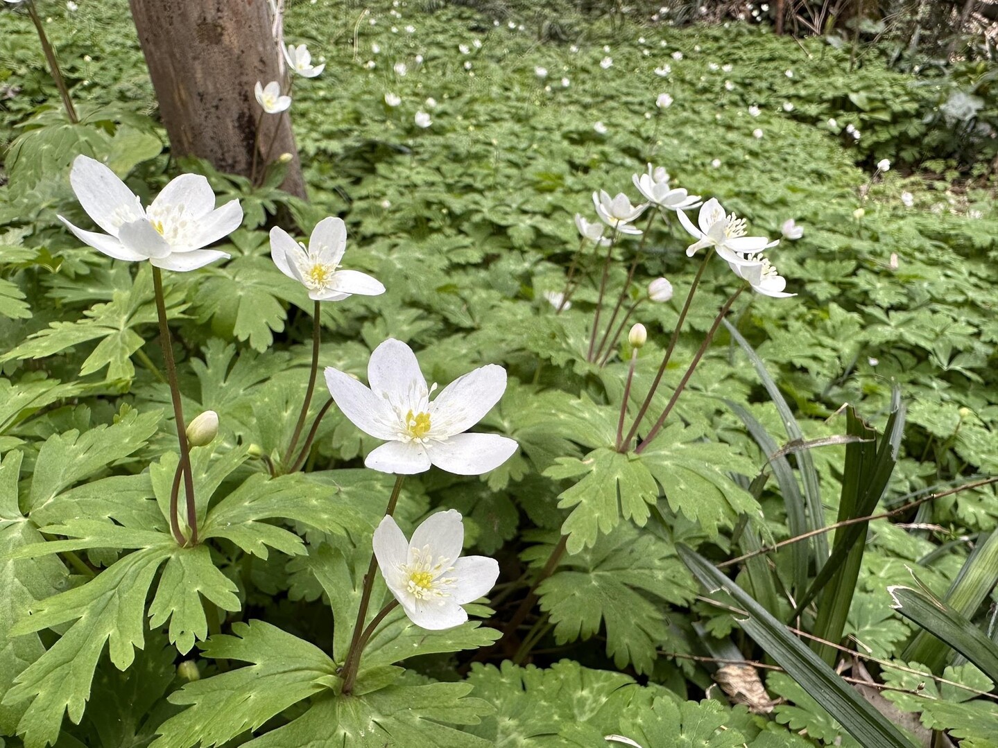花便り🌸鳩吹山 / chikaさんの鳩吹山の活動データ | YAMAP / ヤマップ
