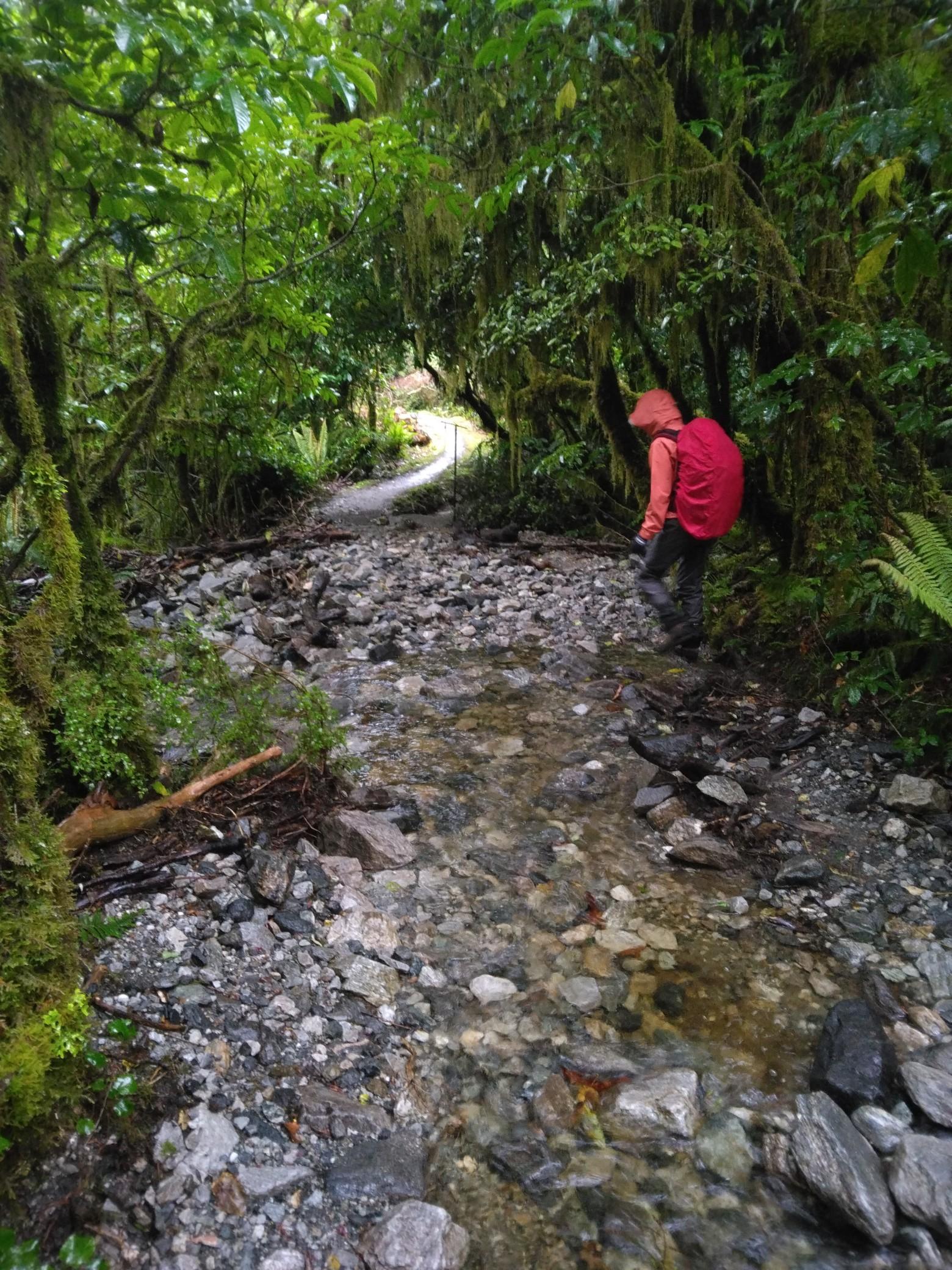 ミルフォードDay4 Sandfly Pointまで-2023-12-29 / もぼさんのミルフォード・トラックの活動データ | YAMAP ...