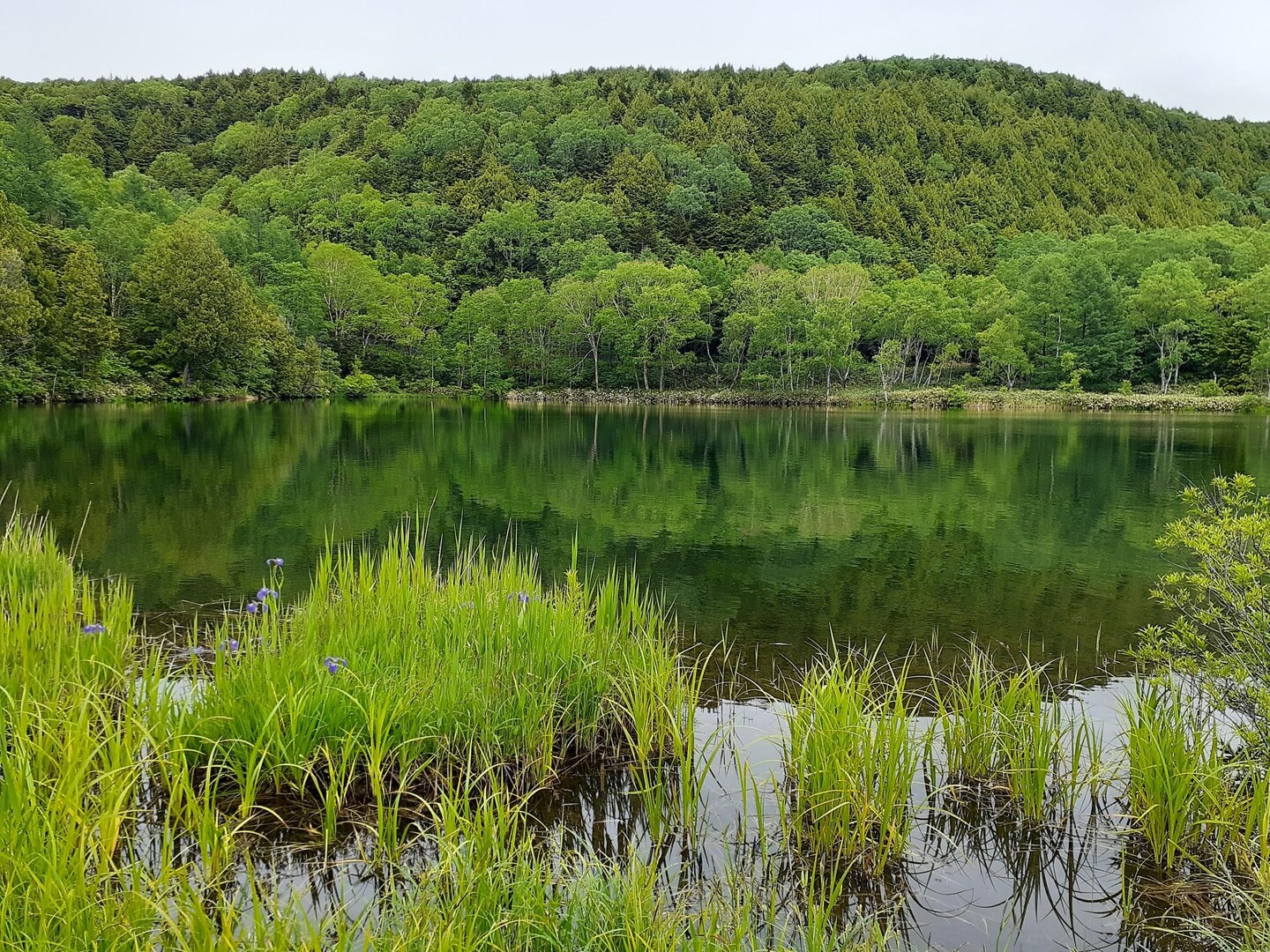 志賀高原花散歩-2024-06-23 / やまねずみさんの横手山・志賀山・赤石山の活動データ | YAMAP / ヤマップ