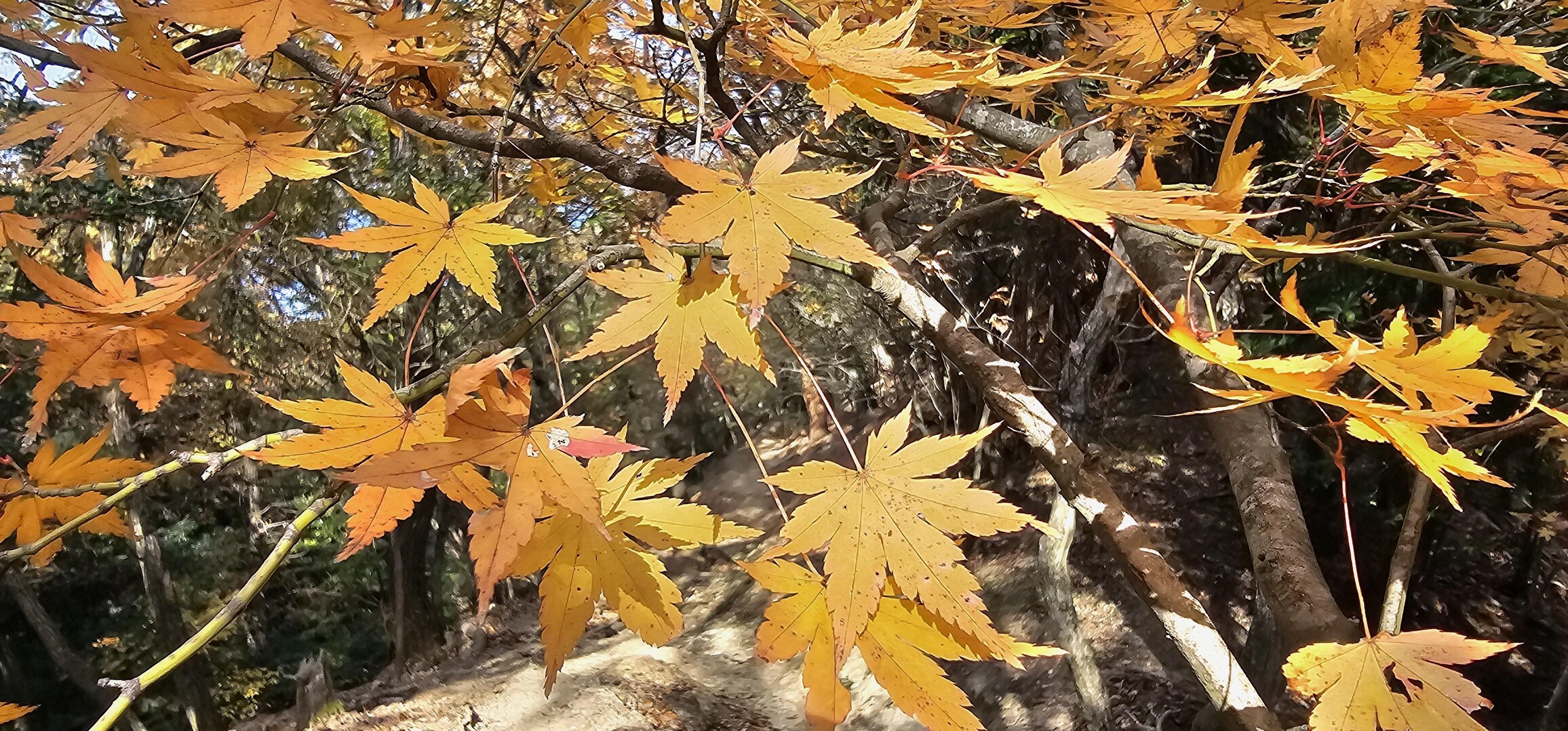【大分・臼杵市】塔尾・鎮南山 / motoさんの鎮南山の活動データ | YAMAP / ヤマップ