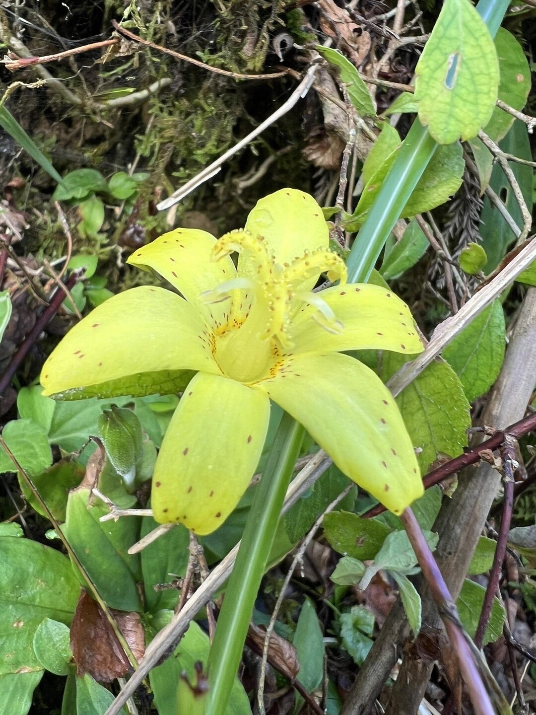 朝陣野 / Ko-zyさんの鰐塚山の活動データ | YAMAP / ヤマップ