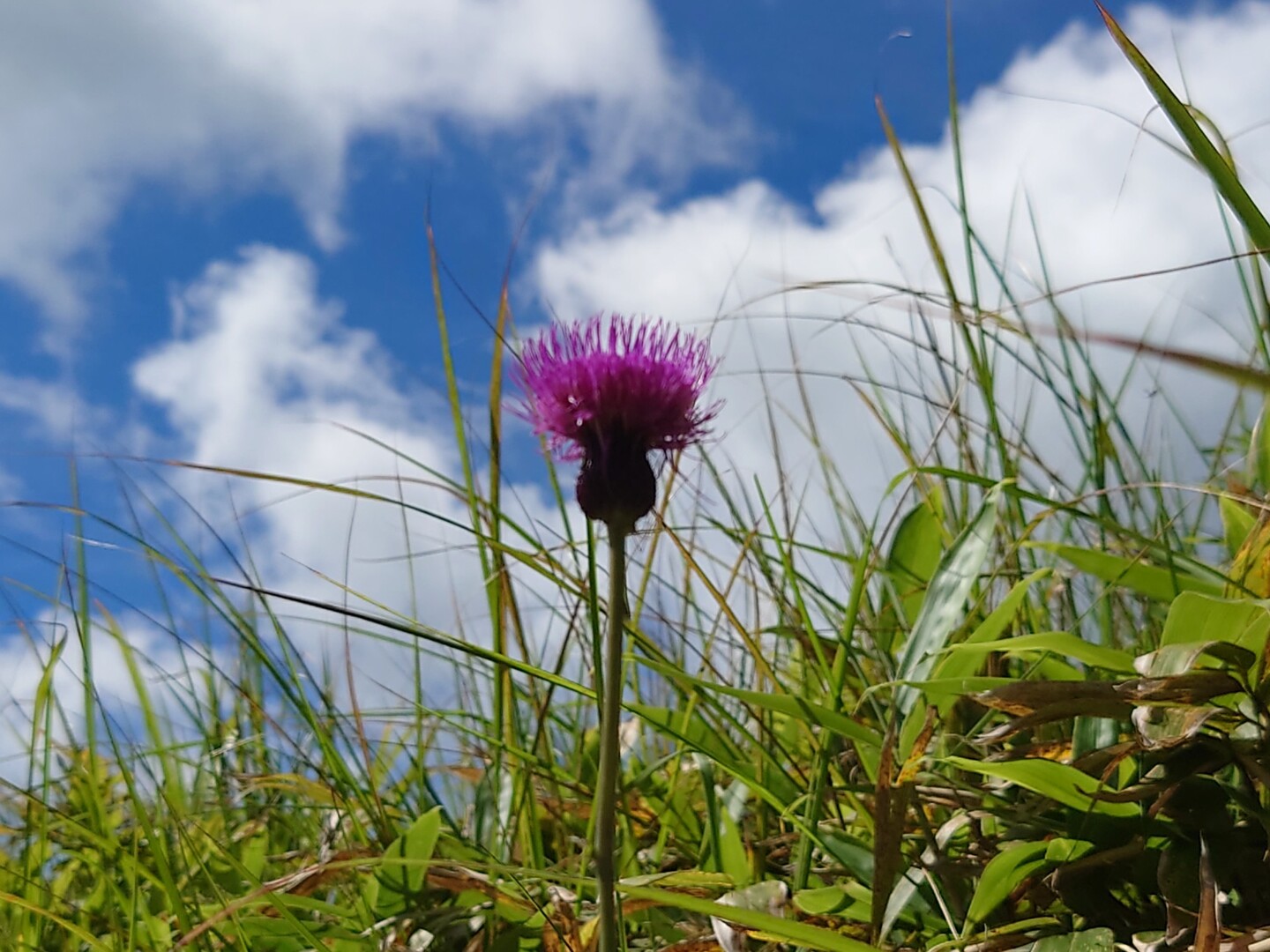 霧ヶ峰高原(反時計回り)トレッキング12km / ジョーさんさんの霧ヶ峰・車山・大笹峰の活動データ | YAMAP / ヤマップ