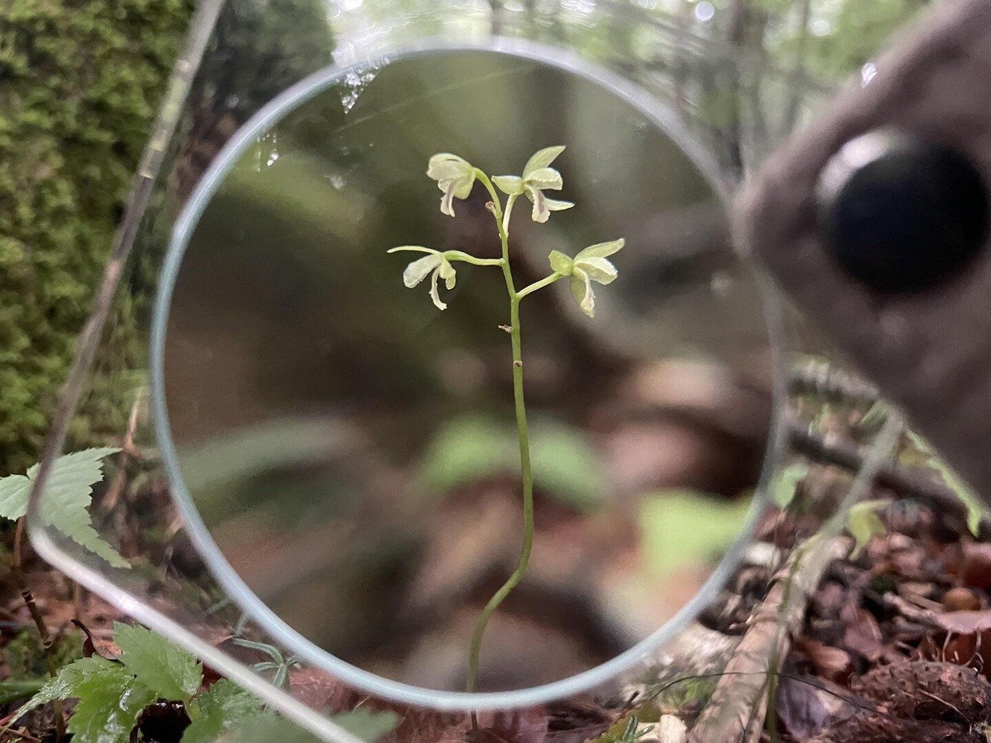 村山道を歩く シーズン4 Part3 / みみにゃんさんの富士山の活動データ | YAMAP / ヤマップ