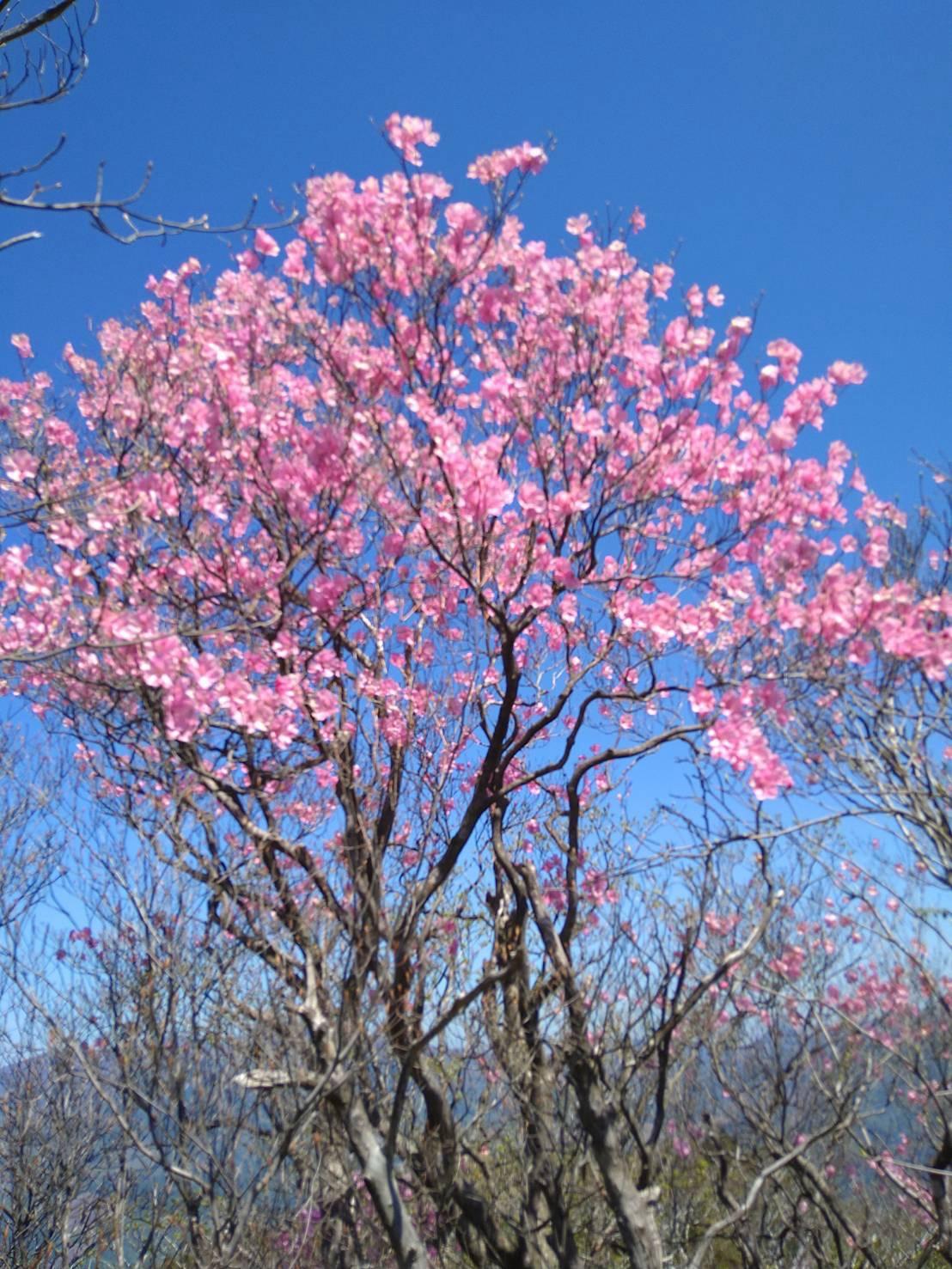 二つ岳・南峰 / ☆AYA☆さんの二つ岳の活動データ | YAMAP / ヤマップ