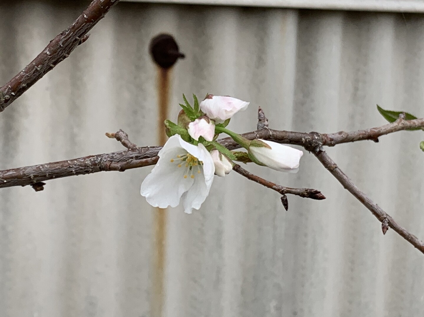 ウチに有る小さい桜もいつに間にか咲いてい... / ta614さんのモーメント | YAMAP / ヤマップ