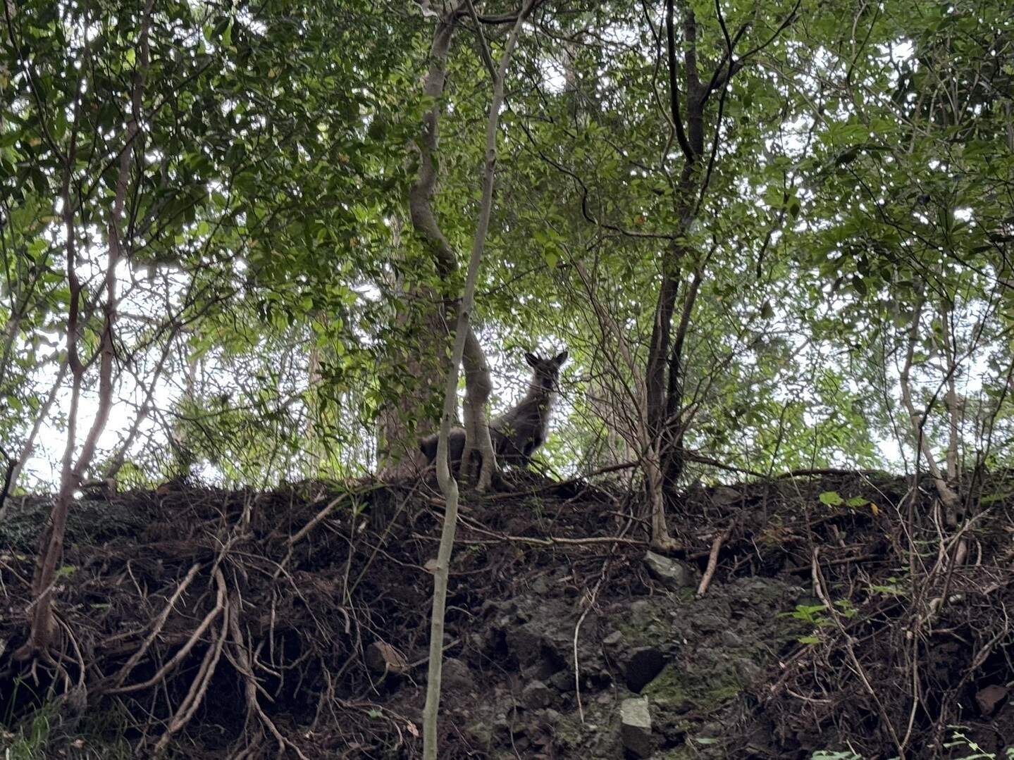 矢倉山・千葉山 / maboさんの千葉山・白岩寺山の活動データ | YAMAP / ヤマップ