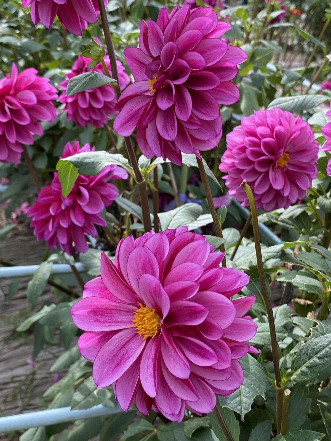 2024.10.24(木)⛅️ 🎶町田... / satoさんのモーメント | YAMAP / ヤマップ