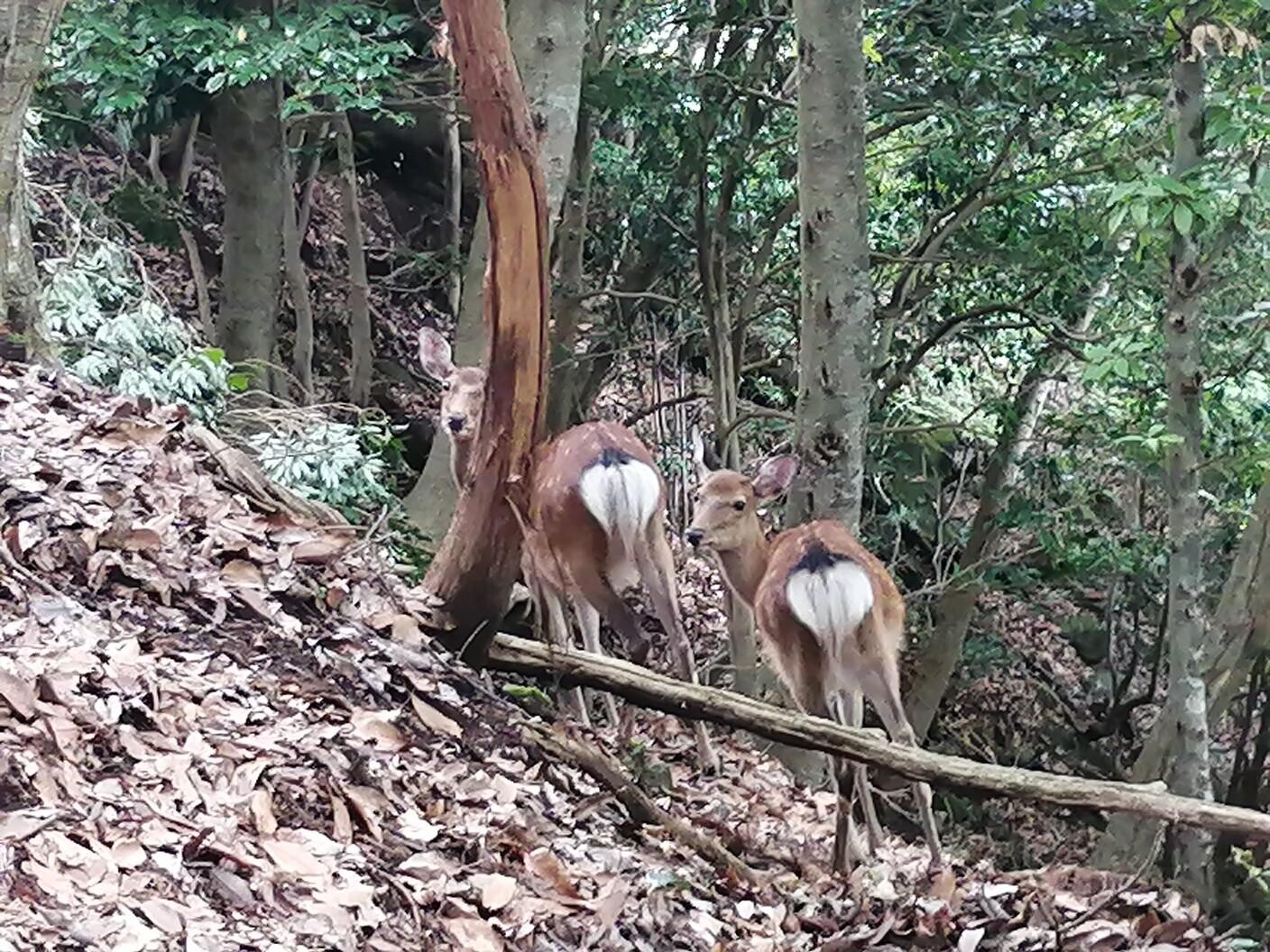 大山 / ellena15さんの大山の活動データ | YAMAP / ヤマップ