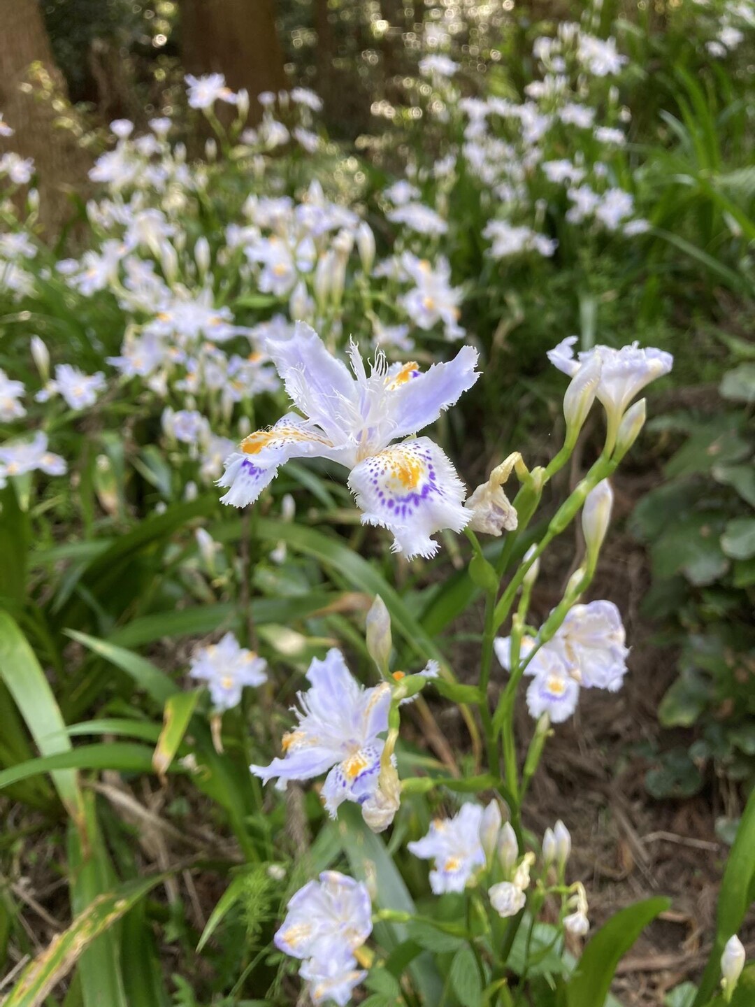 米ノ山 / 😸เสือสีน้ำตาล Cha tora🇹🇭さんの宝満山・三郡山・若杉山の活動データ | YAMAP / ヤマップ