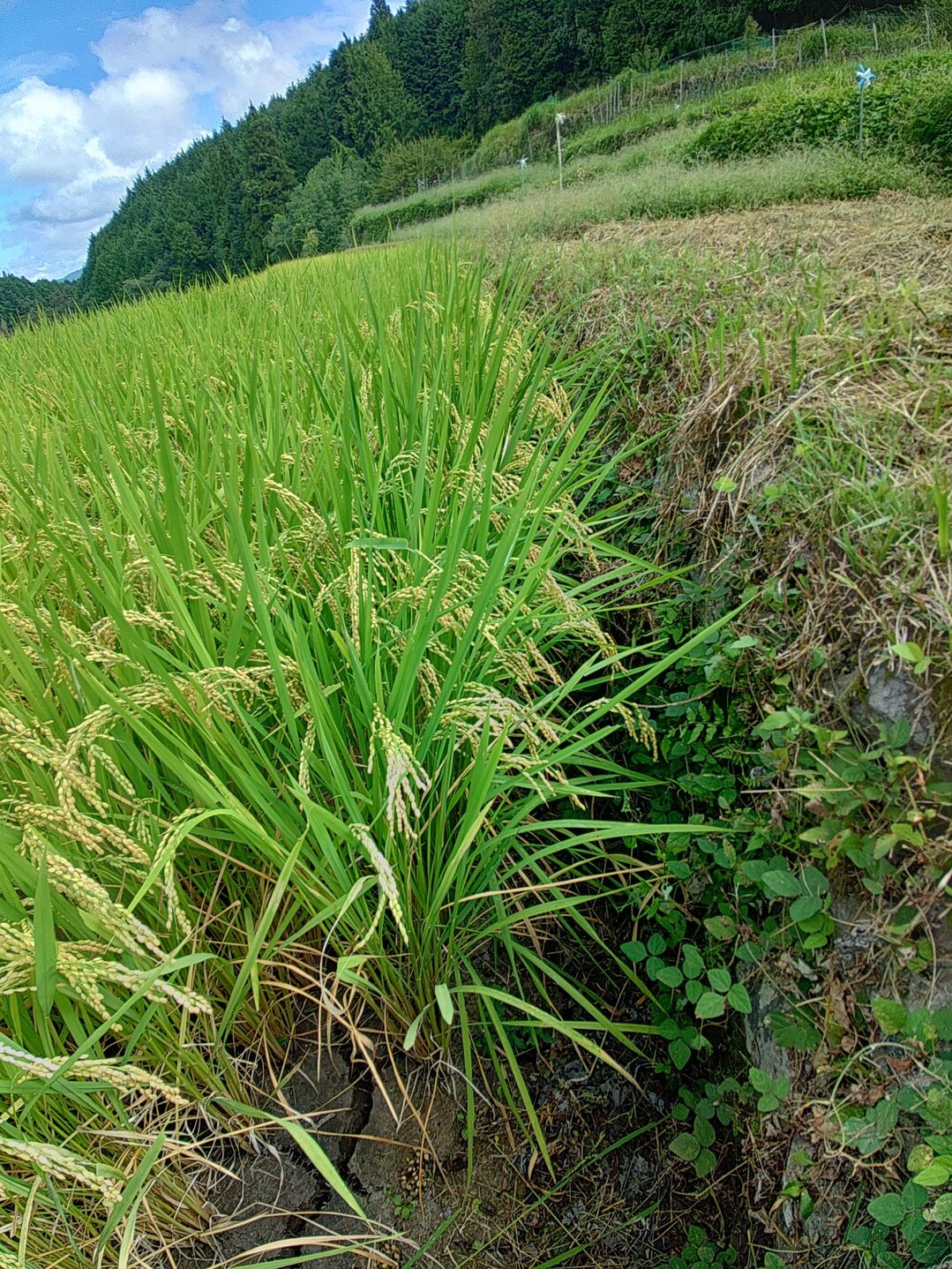 🌾刈りday3 / obrさんのウォーキングの活動データ | YAMAP / ヤマップ