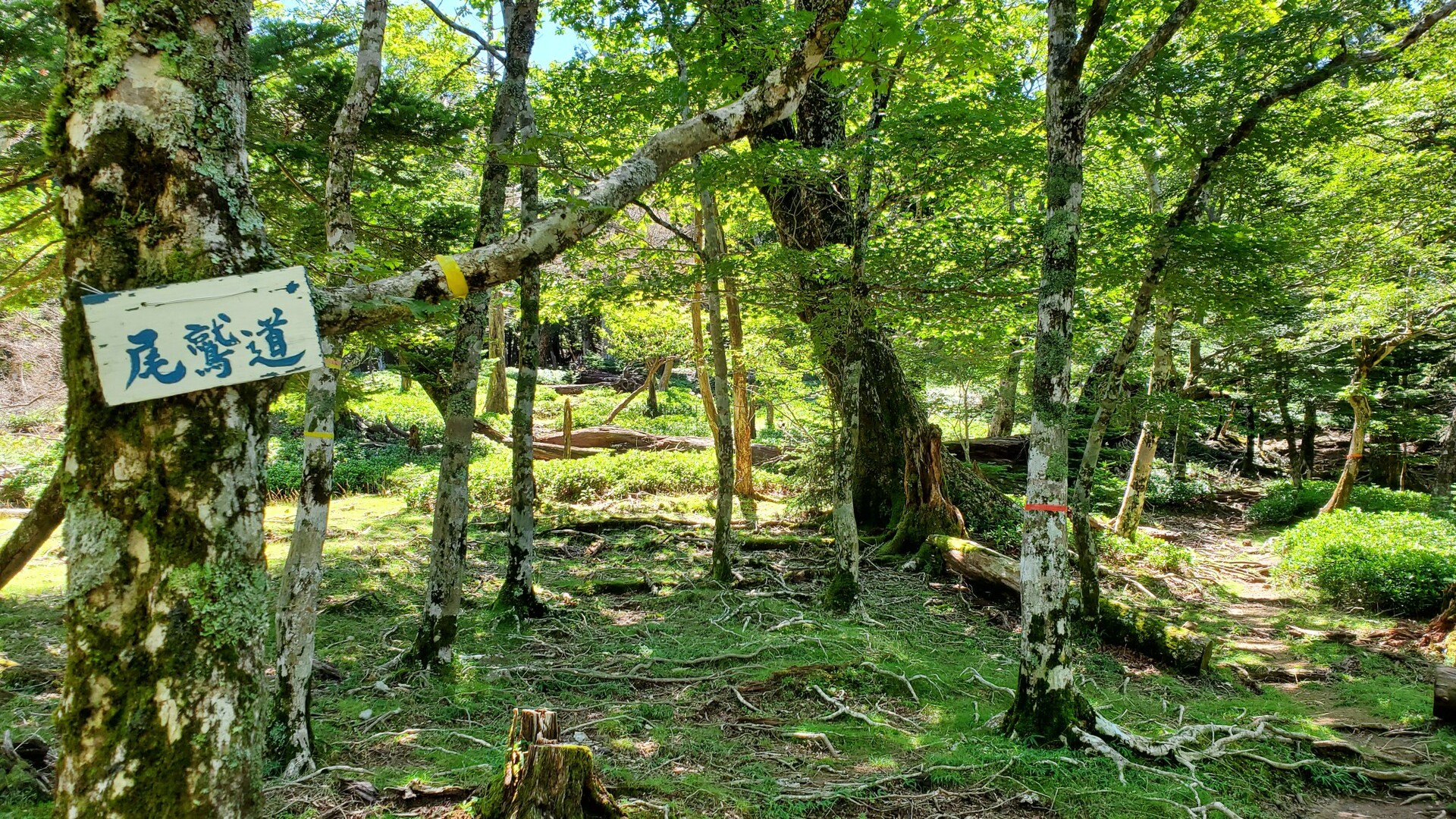 ko-ya-sunさんの投稿したフィールドメモ | YAMAP / ヤマップ