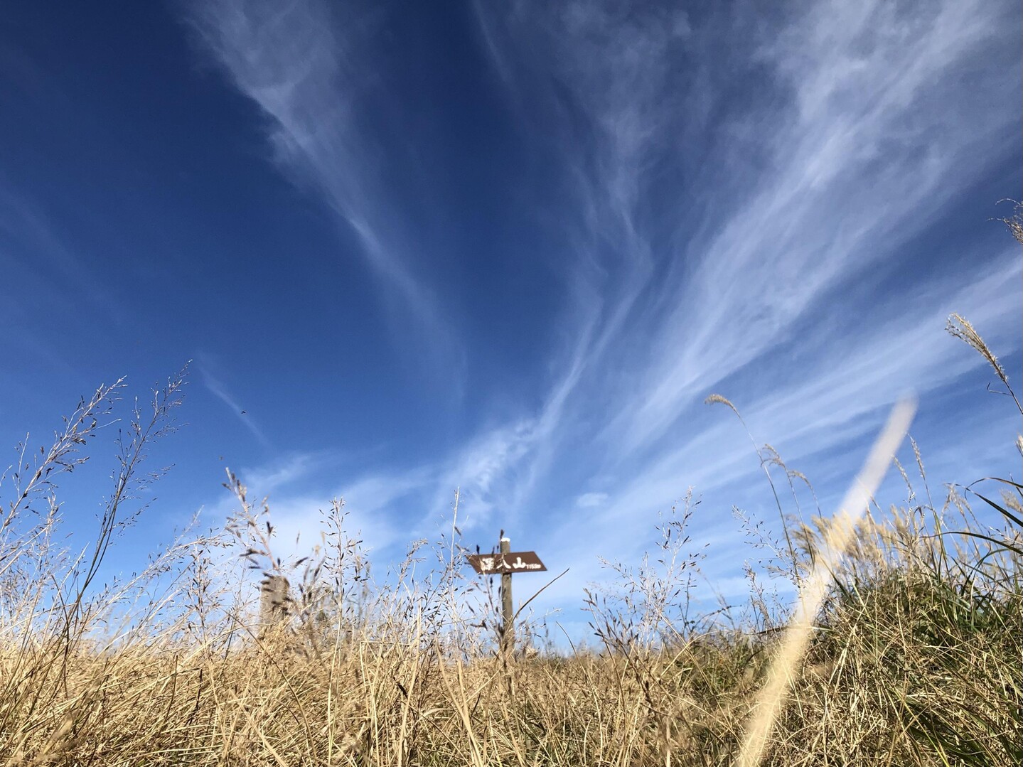 深入山 / issa_harefutaさんの深入山の活動データ | YAMAP / ヤマップ