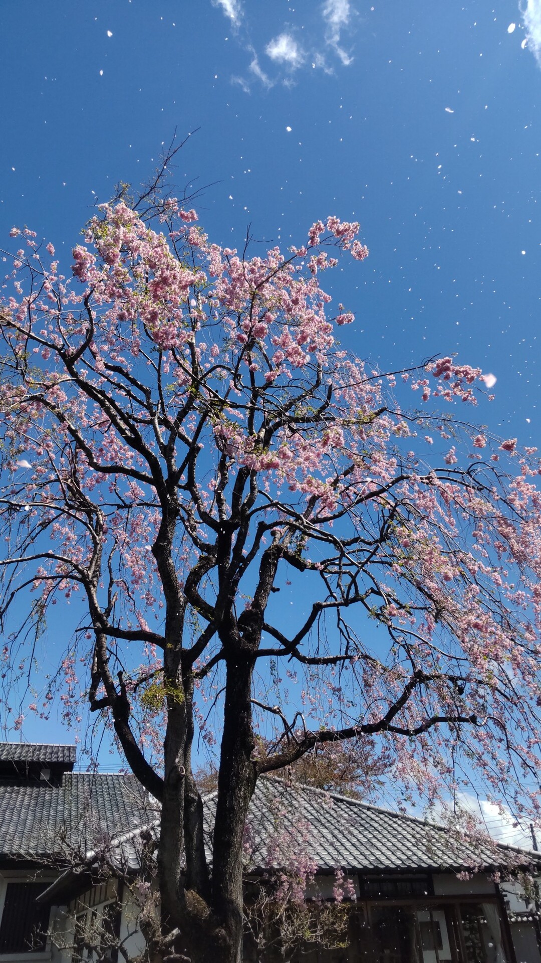 雪山🏔️ドハマりして春を見逃していた ... / yamanchuさんのモーメント | YAMAP / ヤマップ